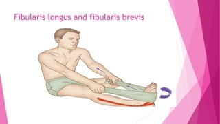 Fibularis Longus Stretch