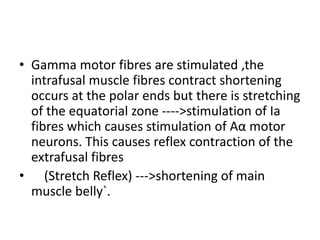 Stretch reflex 1 Internal ear 1 by P.R.Desai Prof & HOD Physiology ...