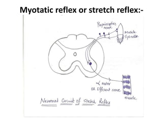Stretch reflex 1 Internal ear 1 by P.R.Desai Prof & HOD Physiology ...