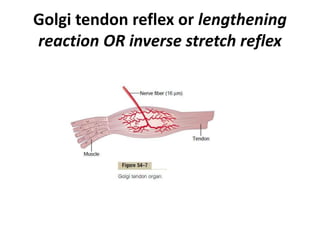 Stretch reflex 1 Internal ear 1 by P.R.Desai Prof & HOD Physiology ...