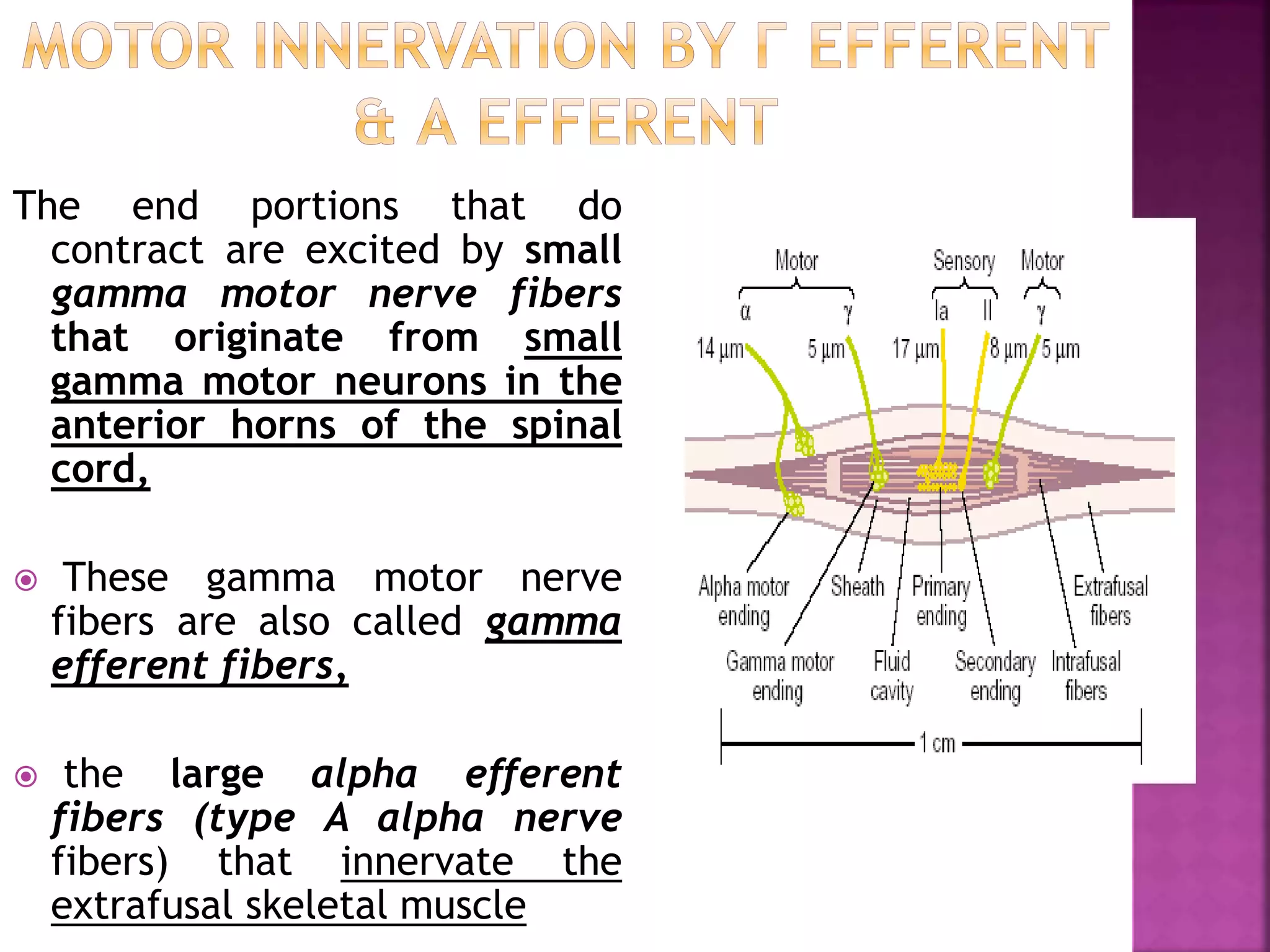 Stretch reflex | PPTX