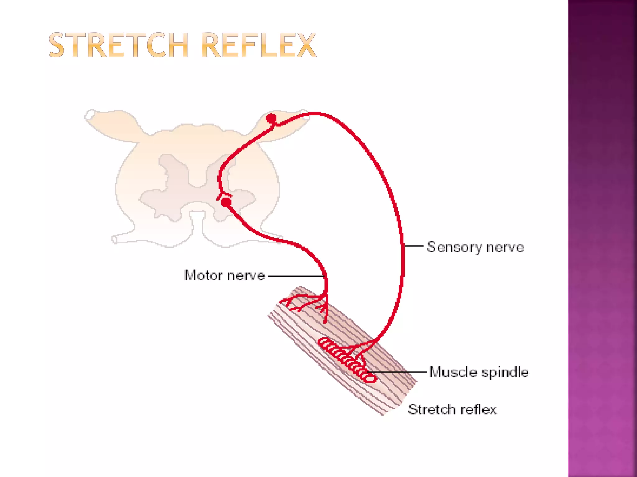 Stretch reflex | PPTX