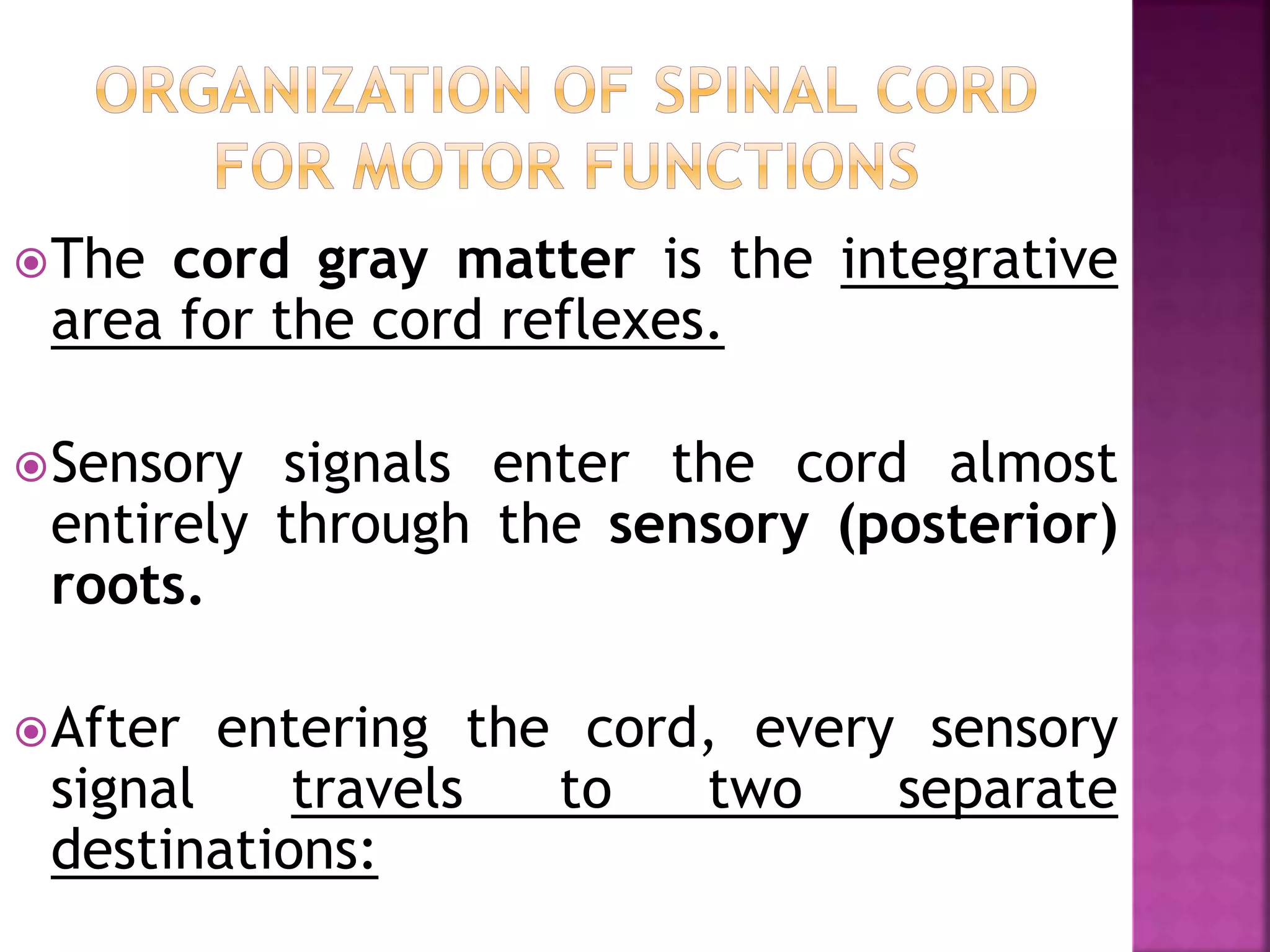Stretch reflex | PPTX | Brain and Nervous System Disorders | Diseases ...