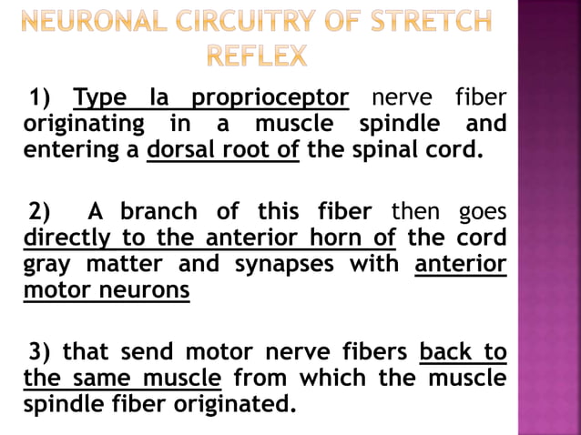 Stretch reflex | PPTX | Brain and Nervous System Disorders | Diseases ...