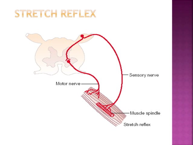 Stretch reflex