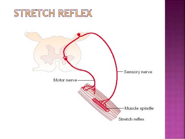 Stretch reflex