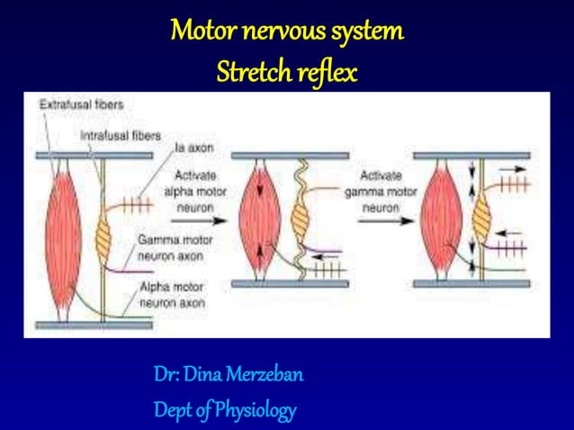 motor nervous system : Stretch reflex | PPTX | Brain and Nervous System ...