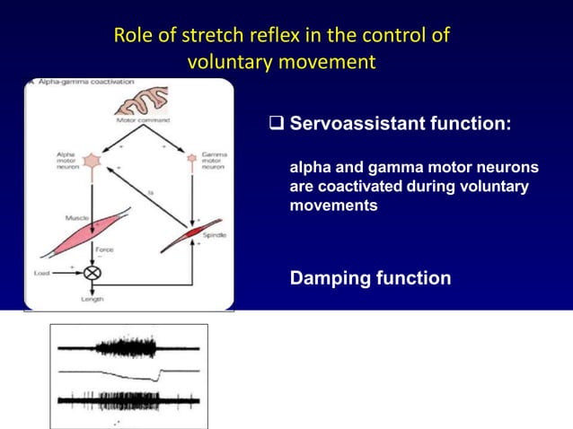 motor nervous system : Stretch reflex | PPTX | Brain and Nervous System ...