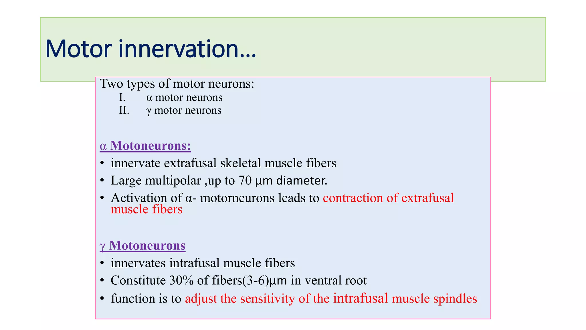 Stretch reflex | PPTX