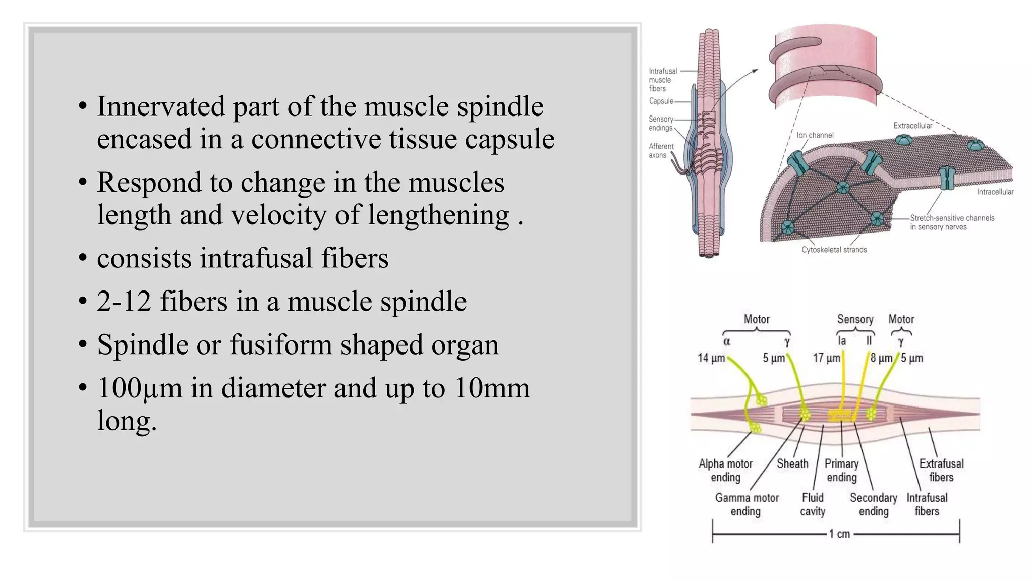 Stretch reflex | PPTX