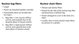 Stretch reflex | PPTX