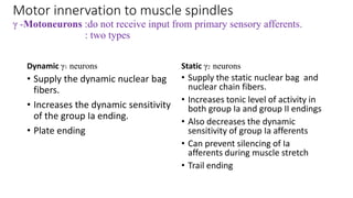 Stretch reflex | PPTX