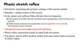 Stretch reflex | PPTX