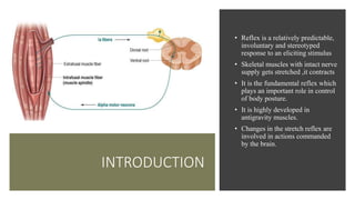 Stretch reflex | PPTX