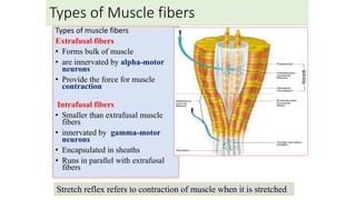 Stretch reflex | PPTX