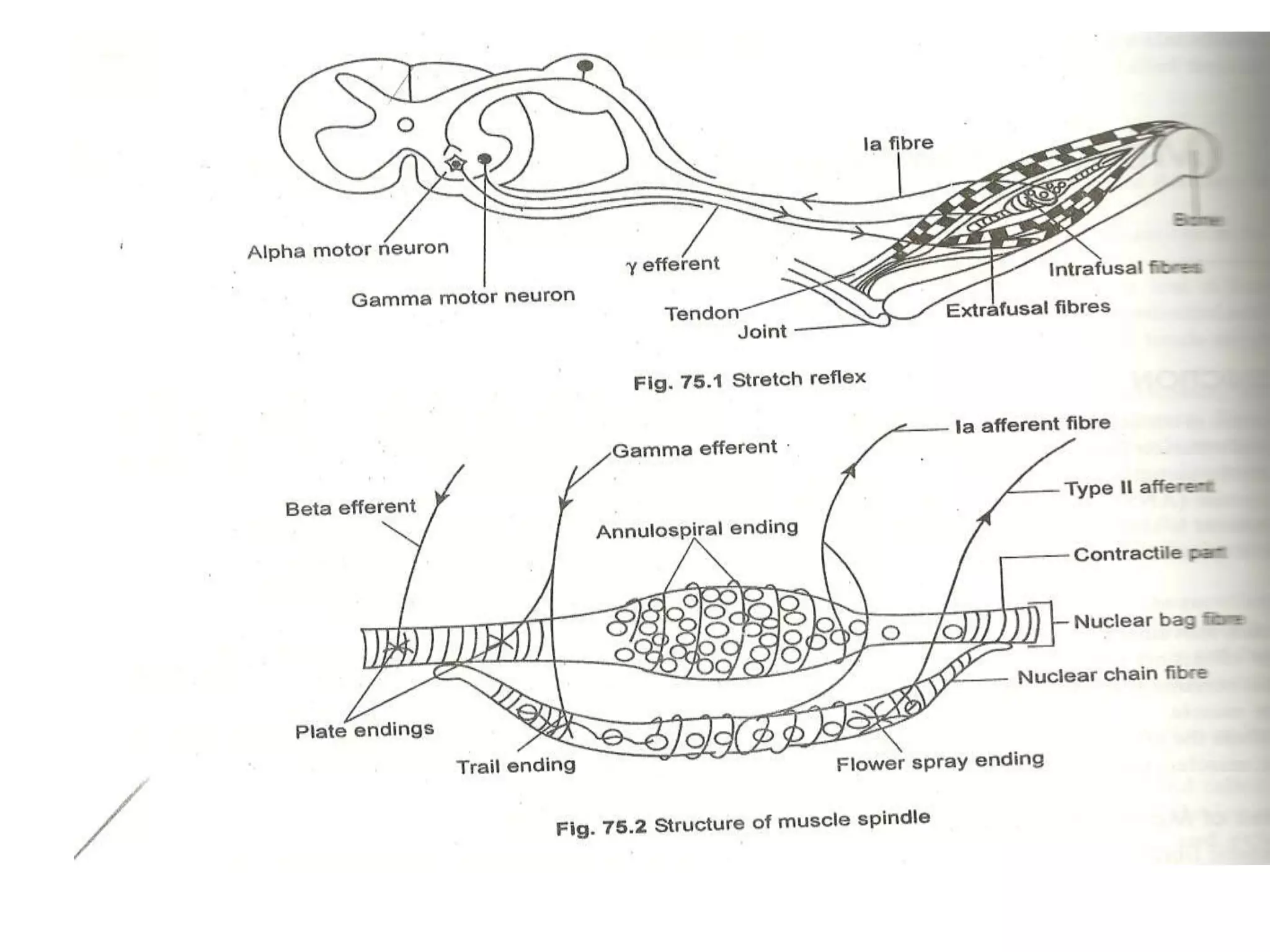 Stretch reflex 2 Internal ear 1 by P.R.Desai Prof & HOD Physiology ...
