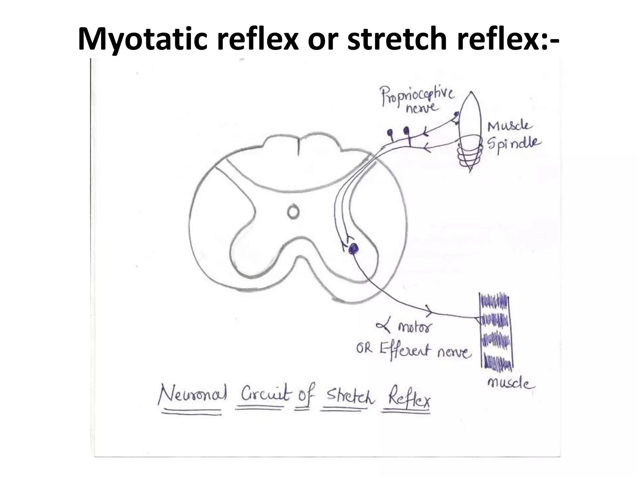 Stretch reflex 2 Internal ear 1 by P.R.Desai Prof & HOD Physiology ...