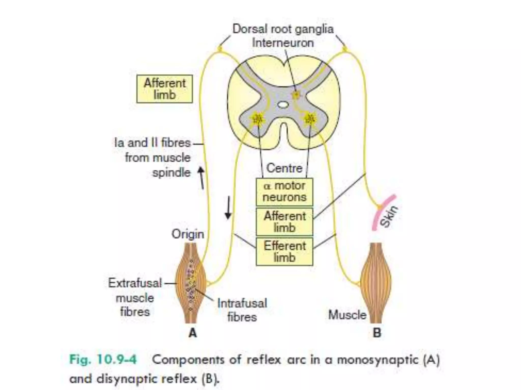 Stretch reflex 2 Internal ear 1 by P.R.Desai Prof & HOD Physiology ...