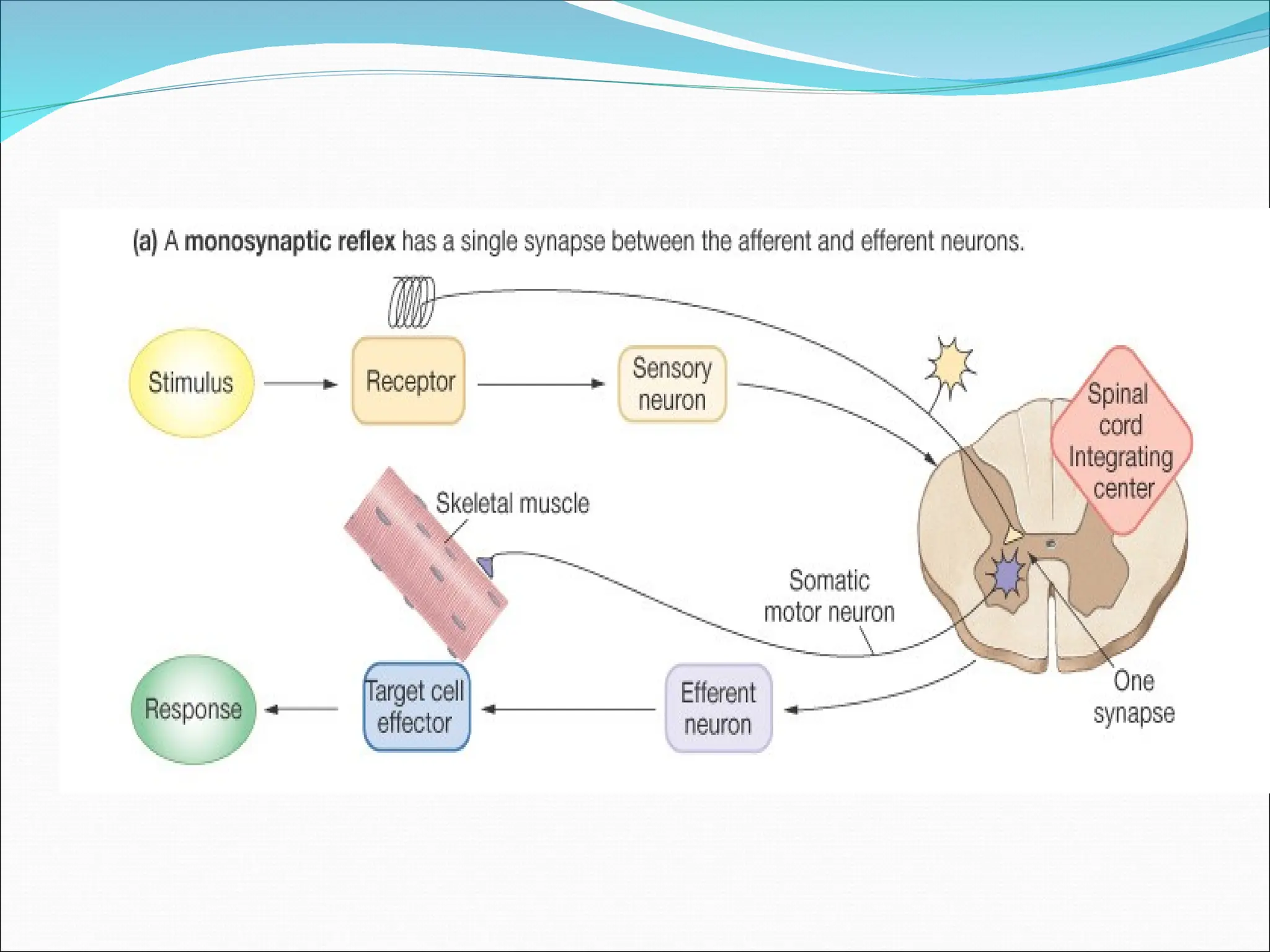 stretch reflex part use, examples, types | PPT