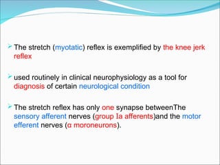 stretch reflex part use, examples, types | PPT