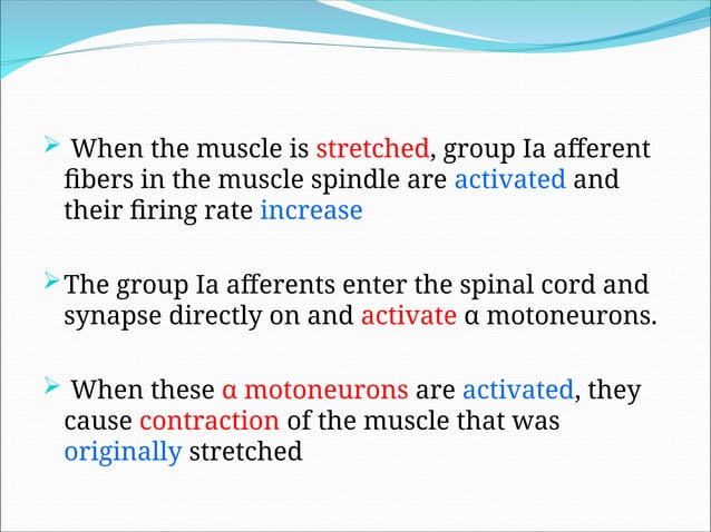 stretch reflex part use, examples, types | PPT