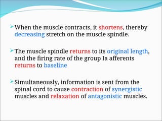 stretch reflex part use, examples, types | PPT