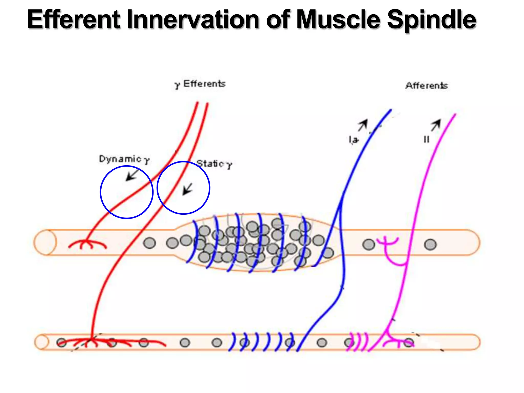Stretch Reflex - Copy.pptx