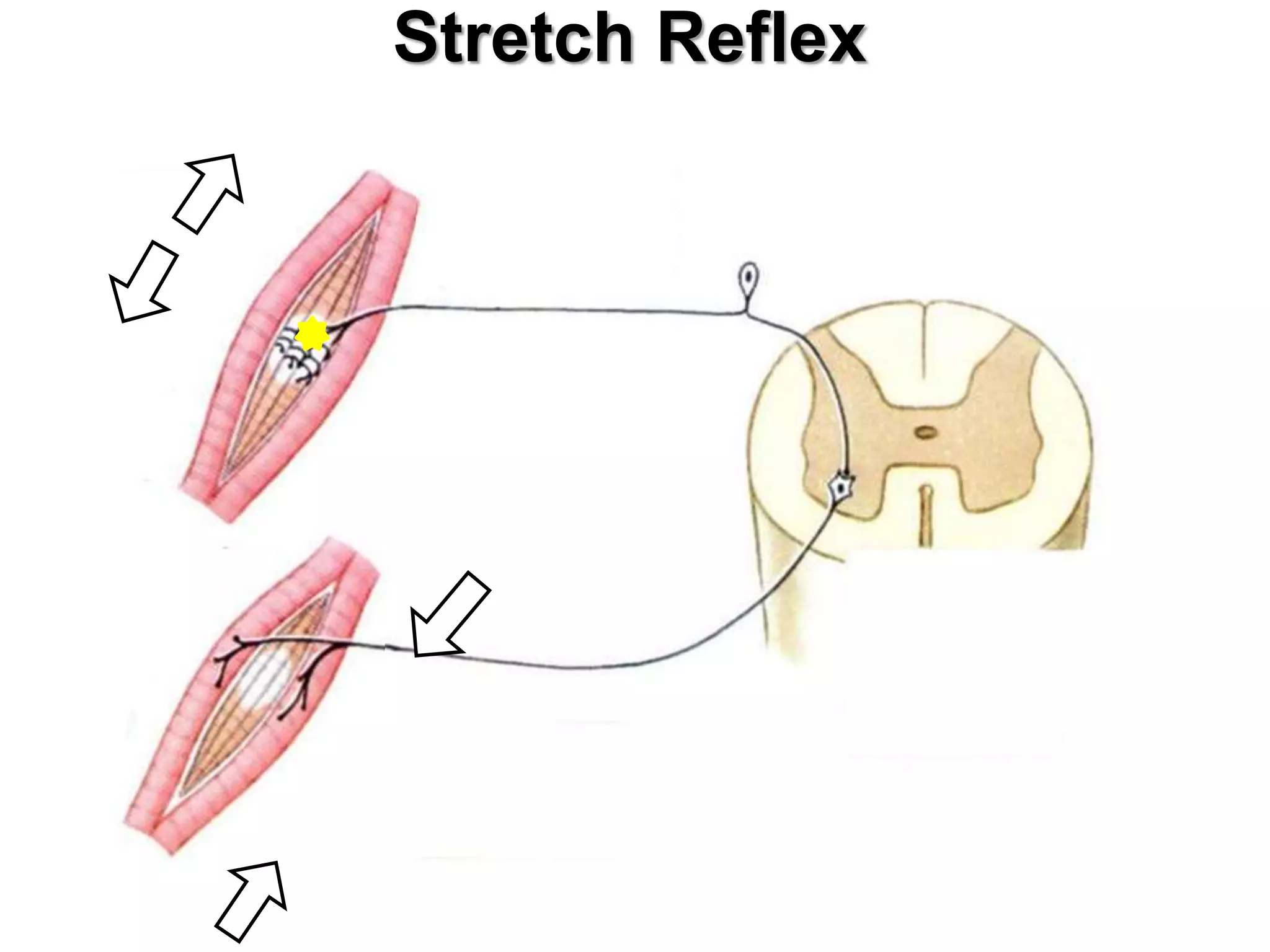 Stretch Reflex - Copy.pptx