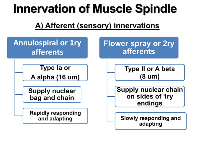 Stretch Reflex - Copy.pptx