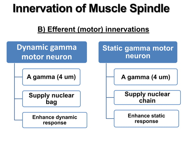 Stretch Reflex - Copy.pptx