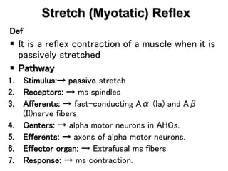 Stretch Reflex - Copy.pptx