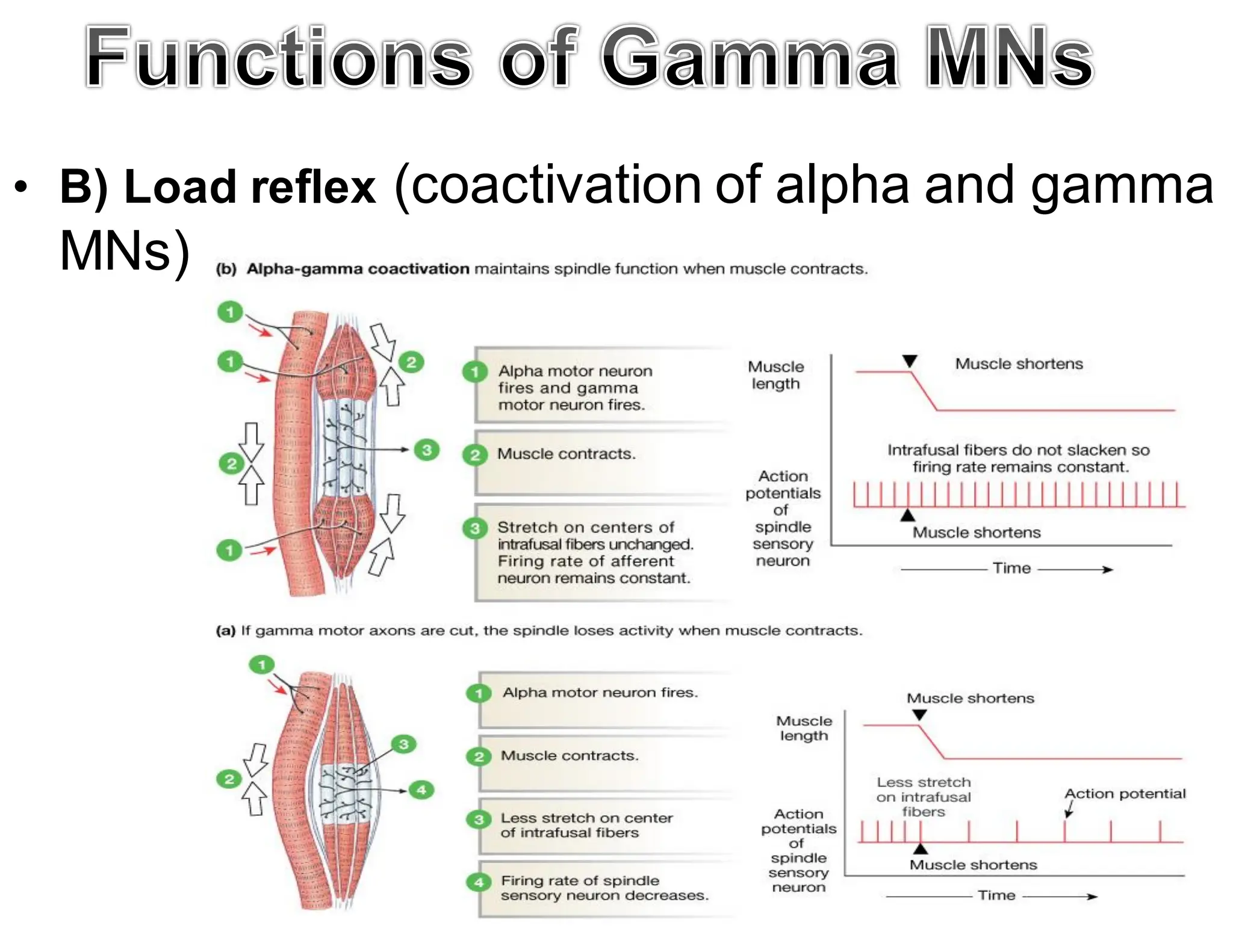stretch reflex and its principal in spinal cord injury | PPT
