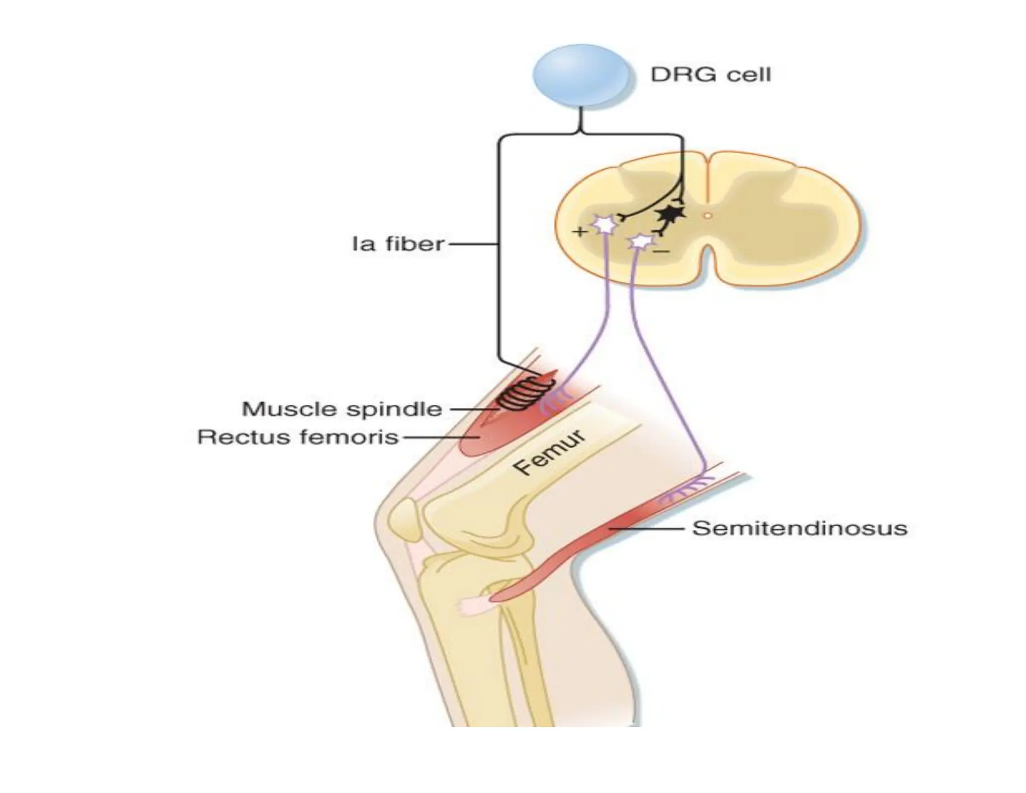 stretch reflex and its principal in spinal cord injury | PPT
