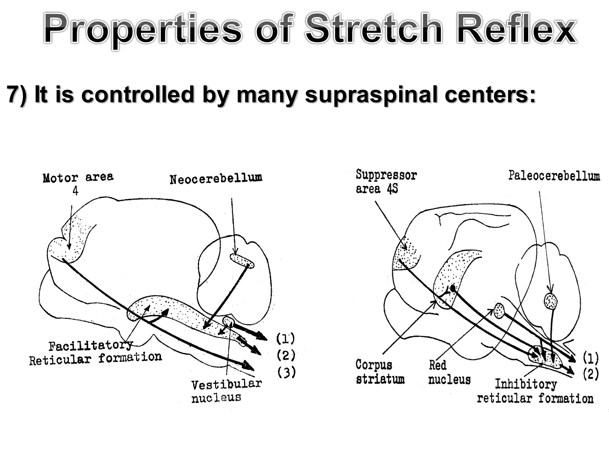 stretch reflex and its principal in spinal cord injury | PPT