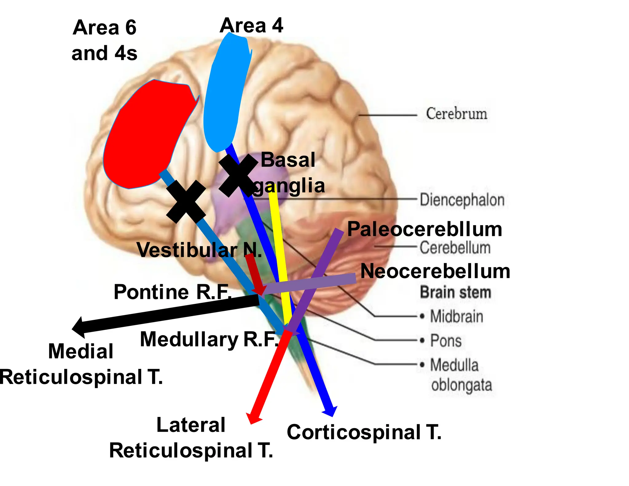stretch reflex and its principal in spinal cord injury | PPT