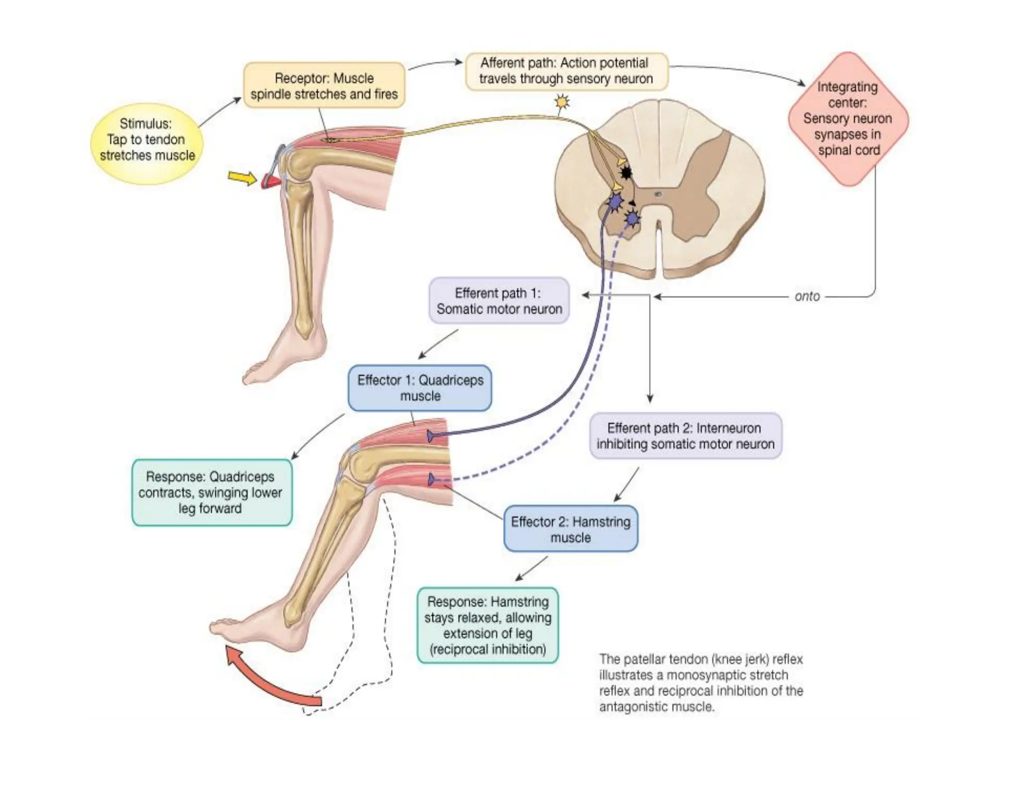 stretch reflex and its principal in spinal cord injury | PPT