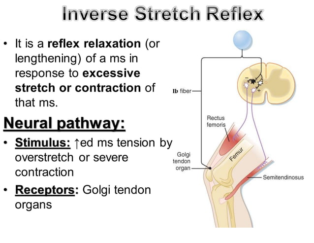 stretch reflex and its principal in spinal cord injury | PPT