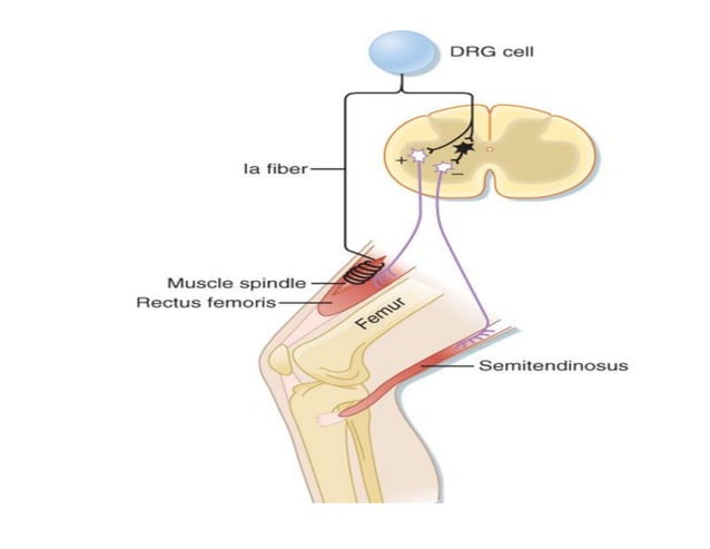 stretch reflex and its principal in spinal cord injury | PPT