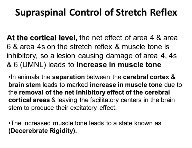 stretch reflex and its principal in spinal cord injury | PPT