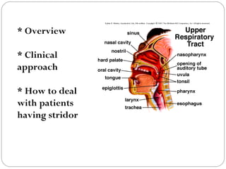 Stridor | PPT