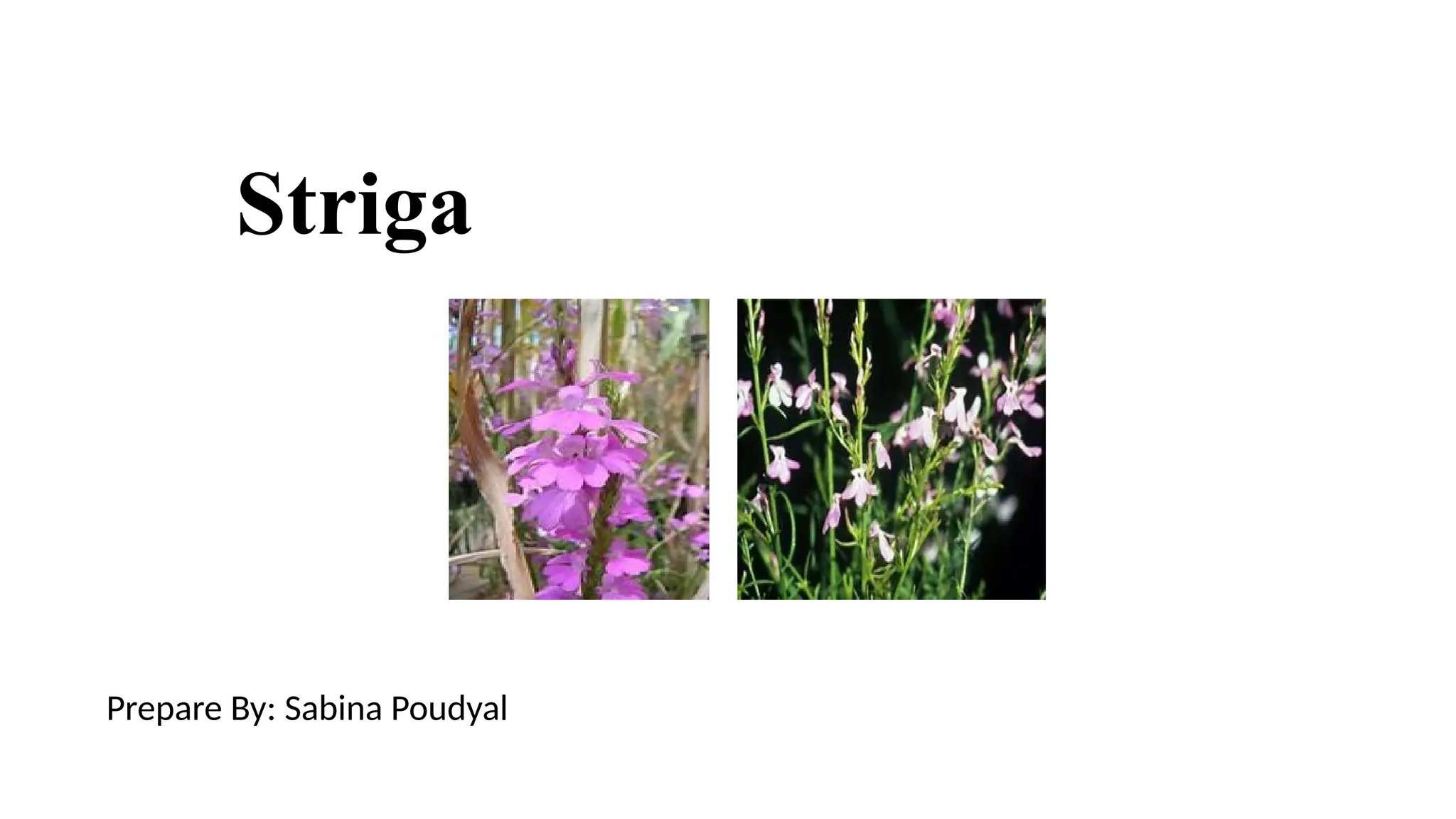 Introduction to Striga(Plant science).pptx