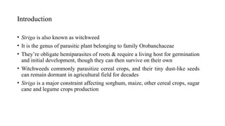 Introduction to Striga(Plant science).pptx