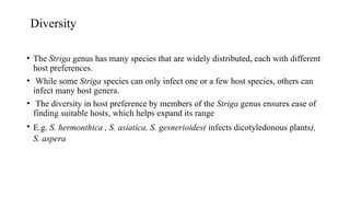 Introduction to Striga(Plant science).pptx