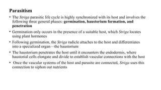 Introduction to Striga(Plant science).pptx