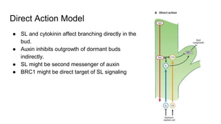 Strigolactones | PPTX