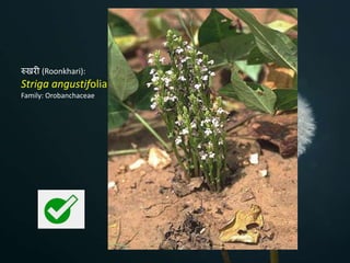 Strigolactones | PPTX