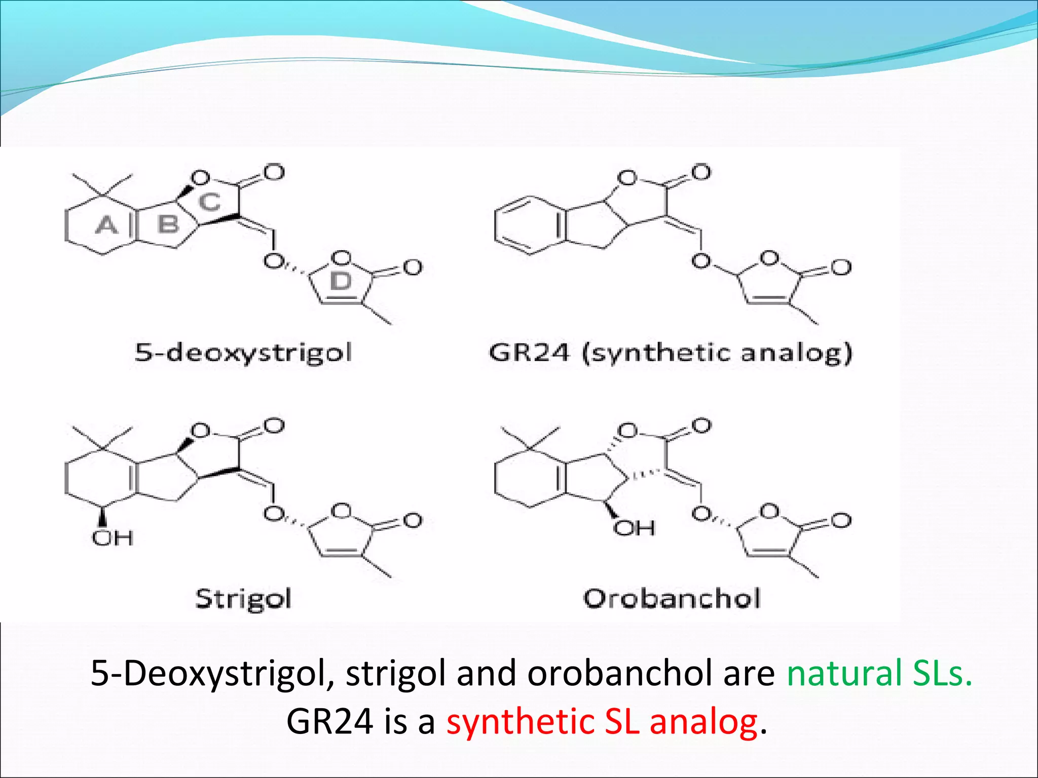 STRIGOLACTONES IN PLANT SIGNAL TRANSDUCTION AND DEVELOPMENT | PPT