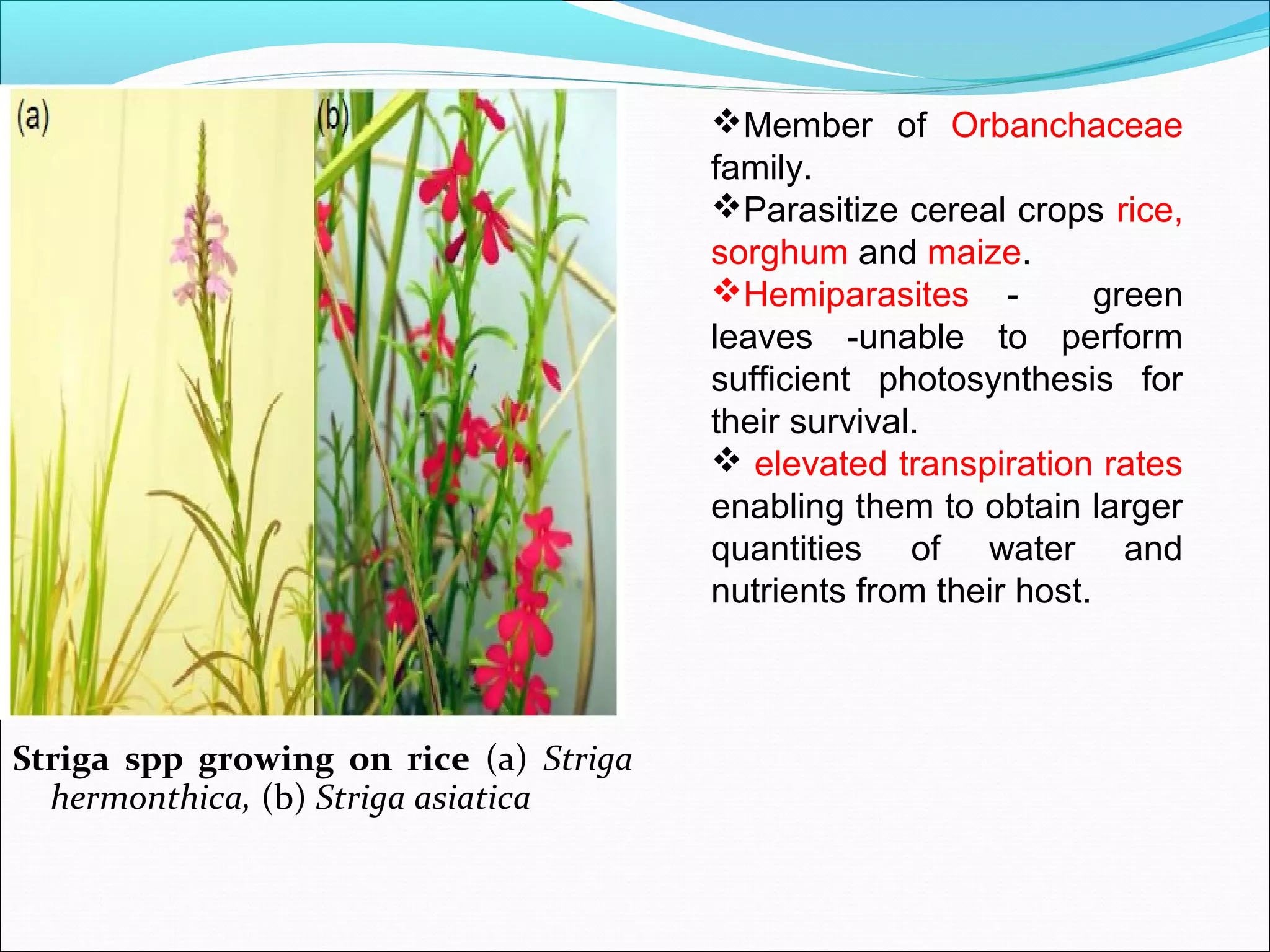 STRIGOLACTONES IN PLANT SIGNAL TRANSDUCTION AND DEVELOPMENT | PPT
