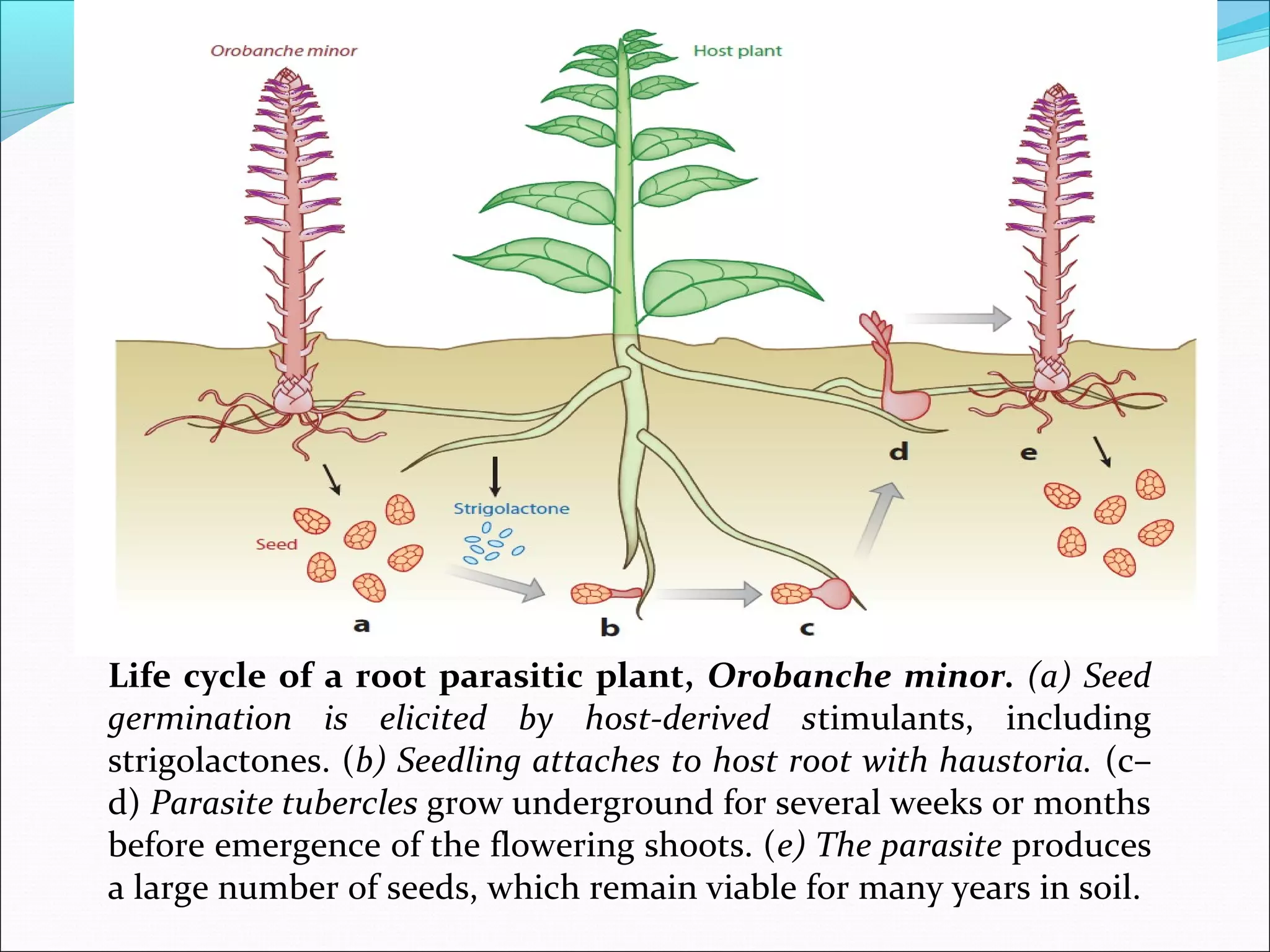 STRIGOLACTONES IN PLANT SIGNAL TRANSDUCTION AND DEVELOPMENT | PPT