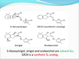 STRIGOLACTONES IN PLANT SIGNAL TRANSDUCTION AND DEVELOPMENT | PPT